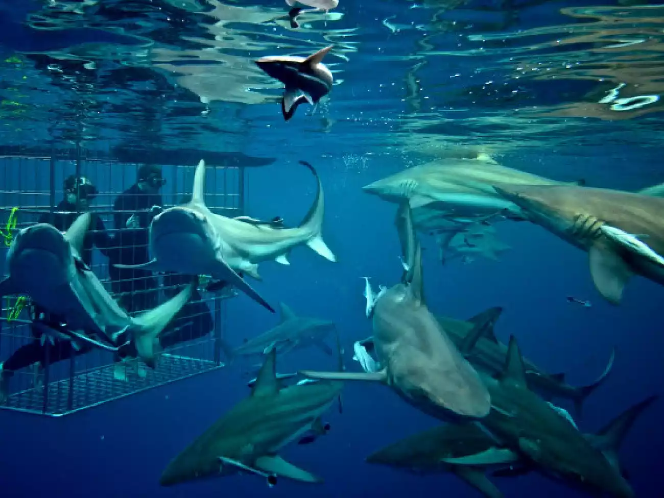 Tiger Shark Diving in Umkomaas - Dirty Boots